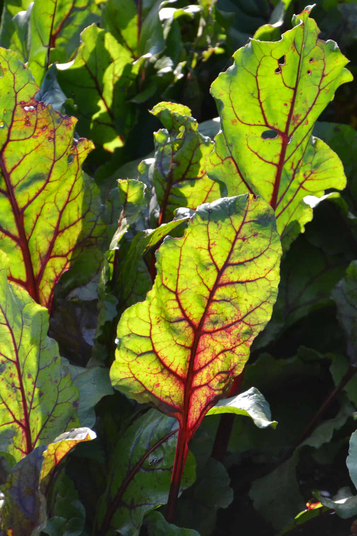 8 Plants That Look Like Lettuce - ProGardenTips