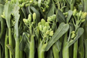 5 Plants That Look Like Broccoli - ProGardenTips