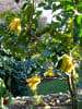 5 Plants That Look Like Hands - ProGardenTips