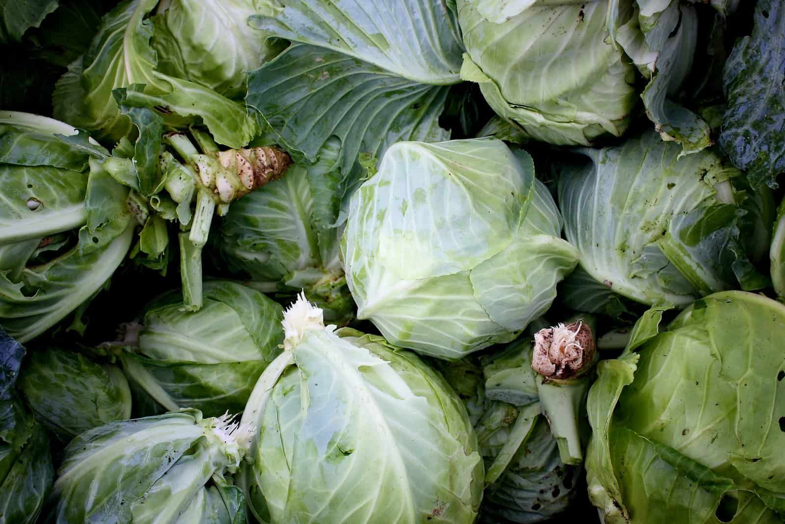 8 Plants That Look Like Lettuce - ProGardenTips