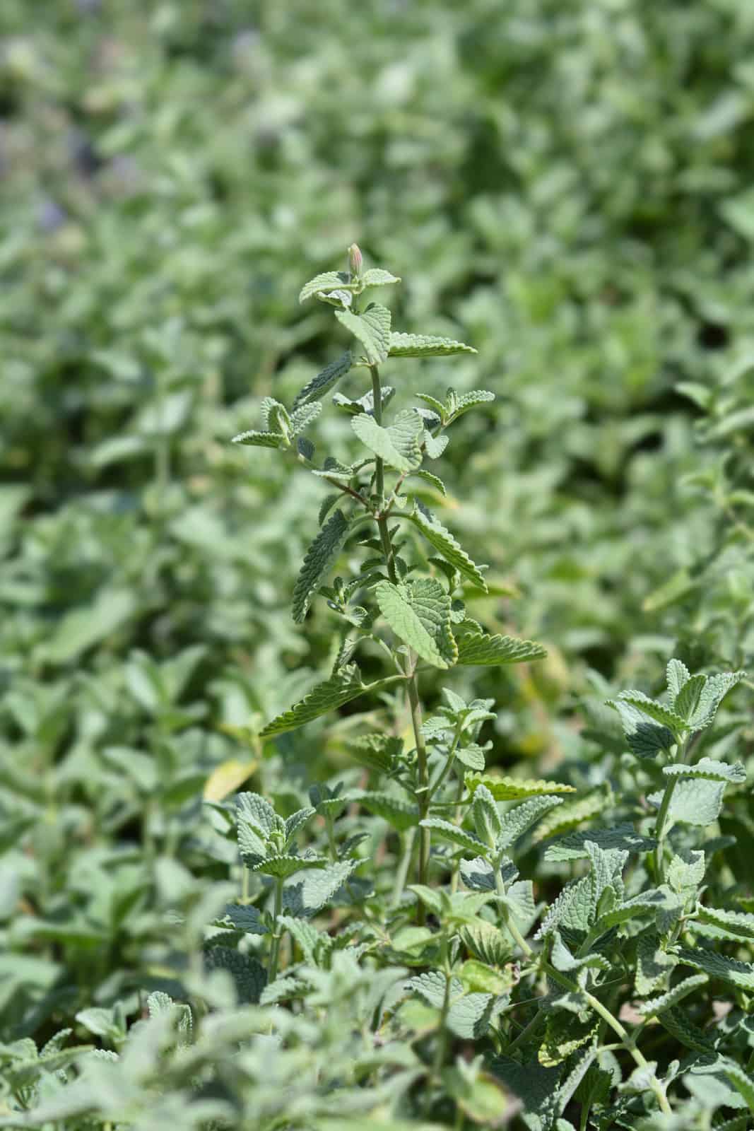 5 Plants That Look Like Mint - ProGardenTips