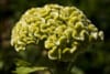 10 Plants That Look Like Brains - ProGardenTips