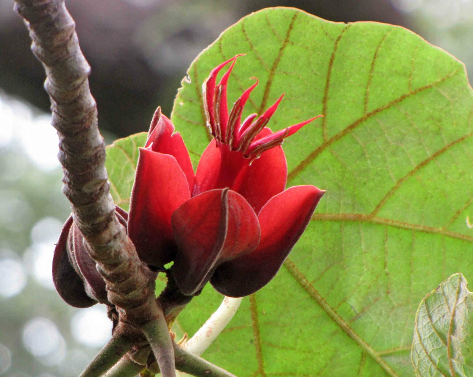 5 Plants That Look Like Hands - ProGardenTips