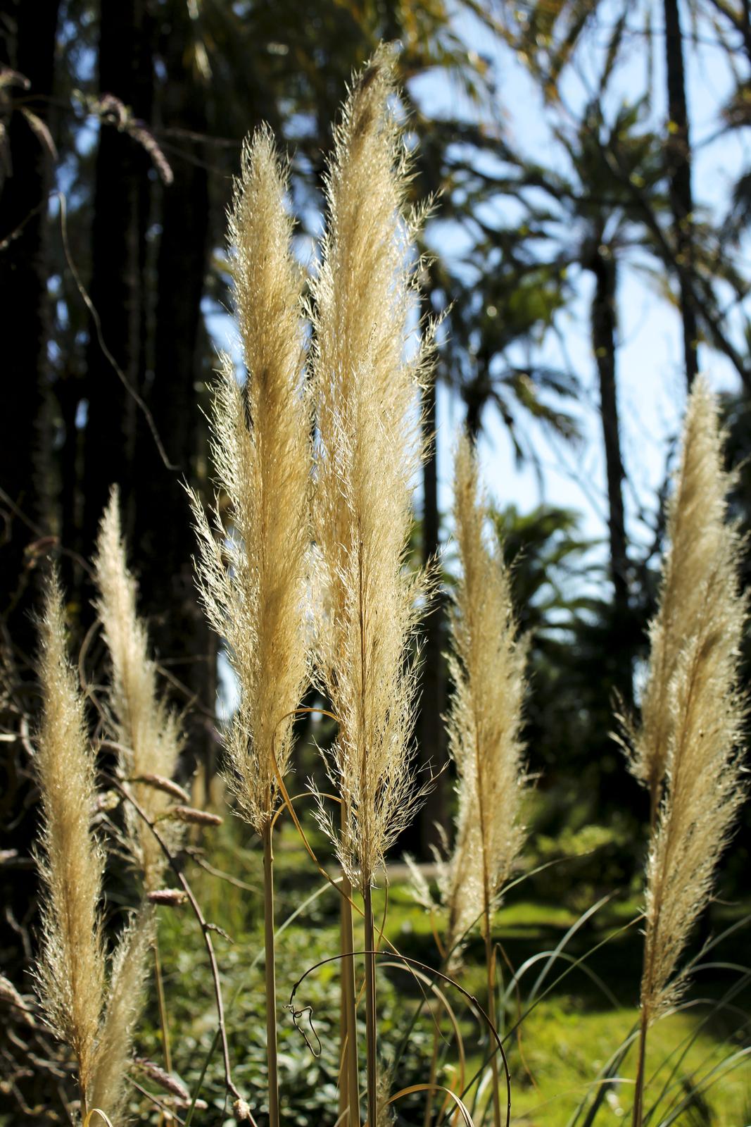 5 Plants That Look Like Cattails - ProGardenTips