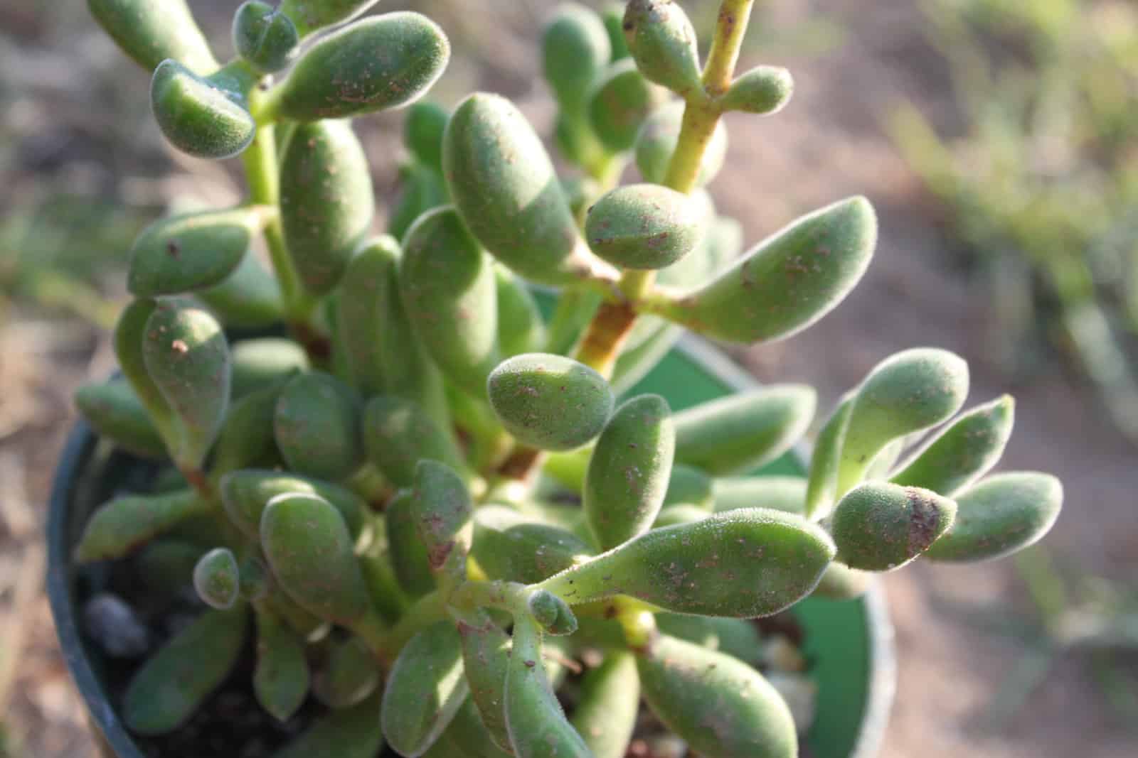 5 Plants That Look Like Green Beans - ProGardenTips