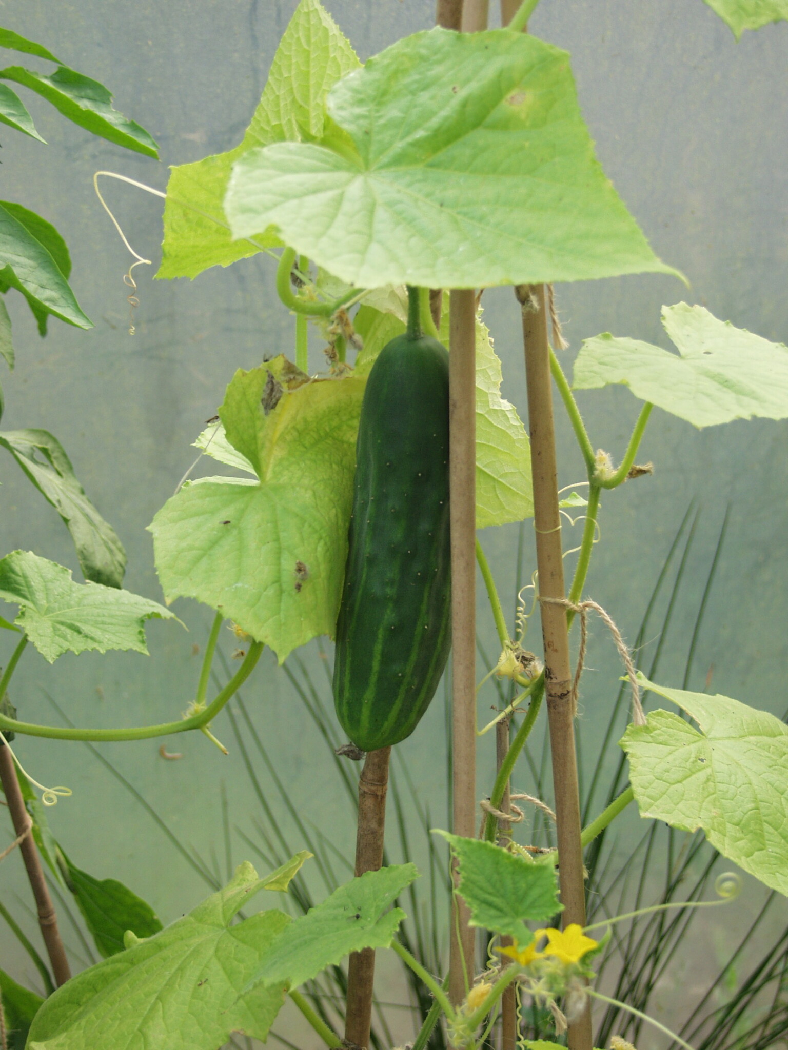 5 Plants That Look Like Watermelon - ProGardenTips