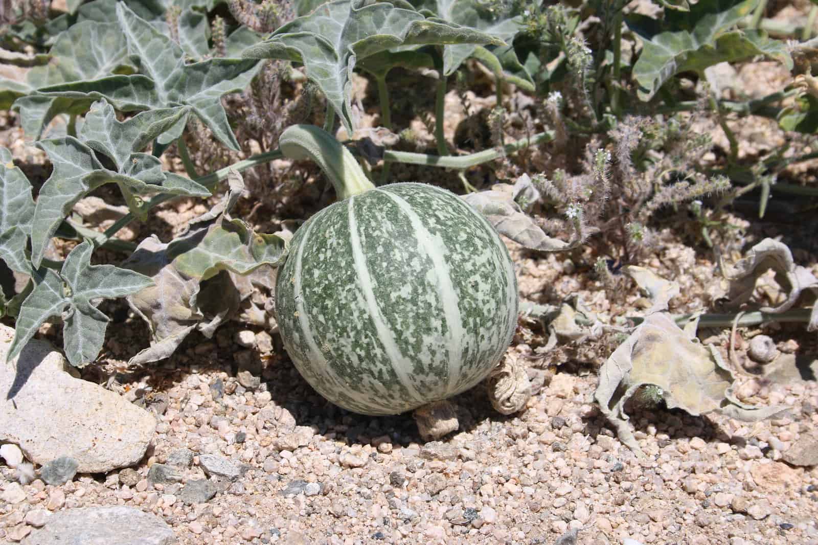 5 Plants That Look Like Watermelon - ProGardenTips