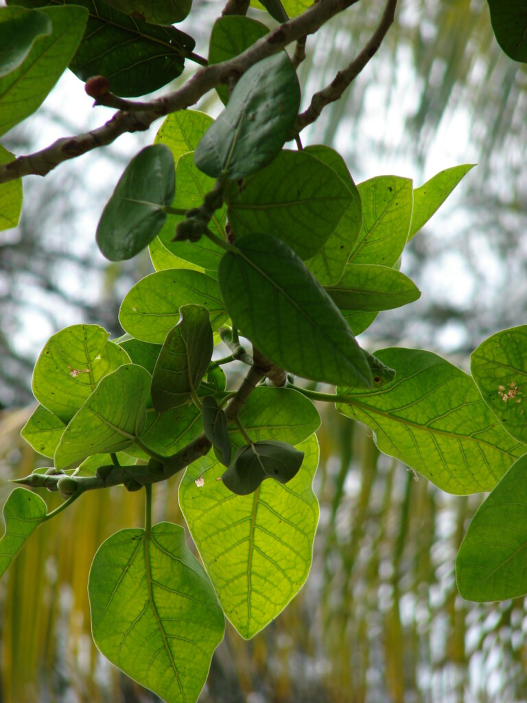 Ficus Audrey (Ficus benghalensis) - How to Grow & Care Guide