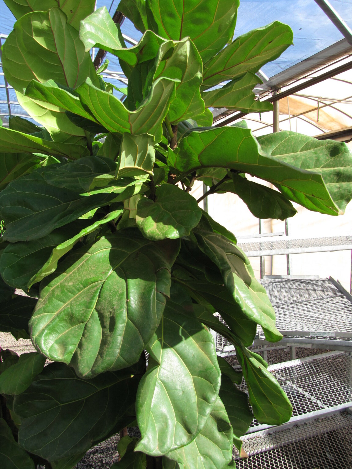 9 Plants That Look Like Fiddle Leaf Fig - ProGardenTips
