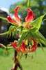5 Plants That Look Like Fire - ProGardenTips