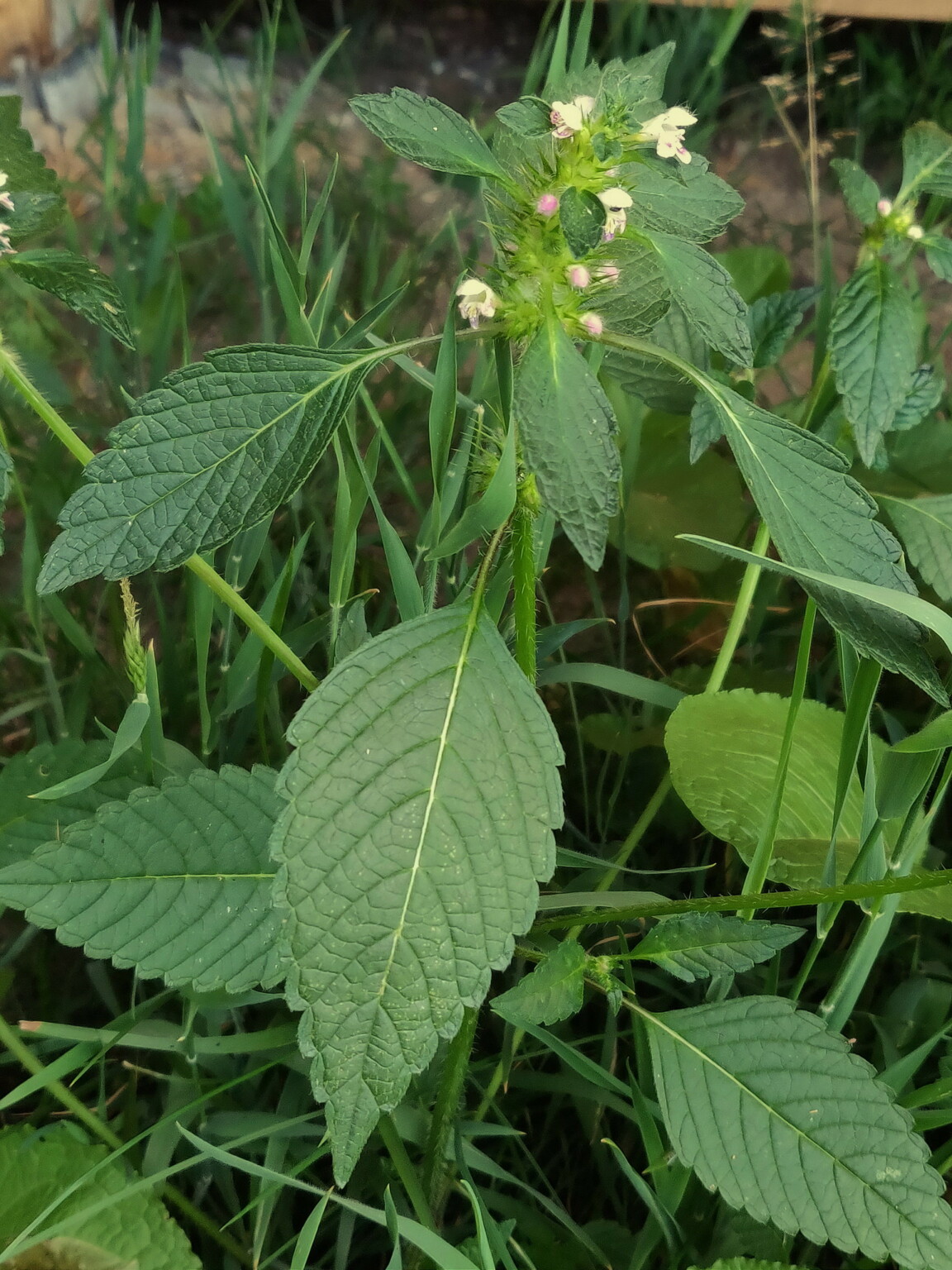 5 Plants That Look Like Mint - ProGardenTips
