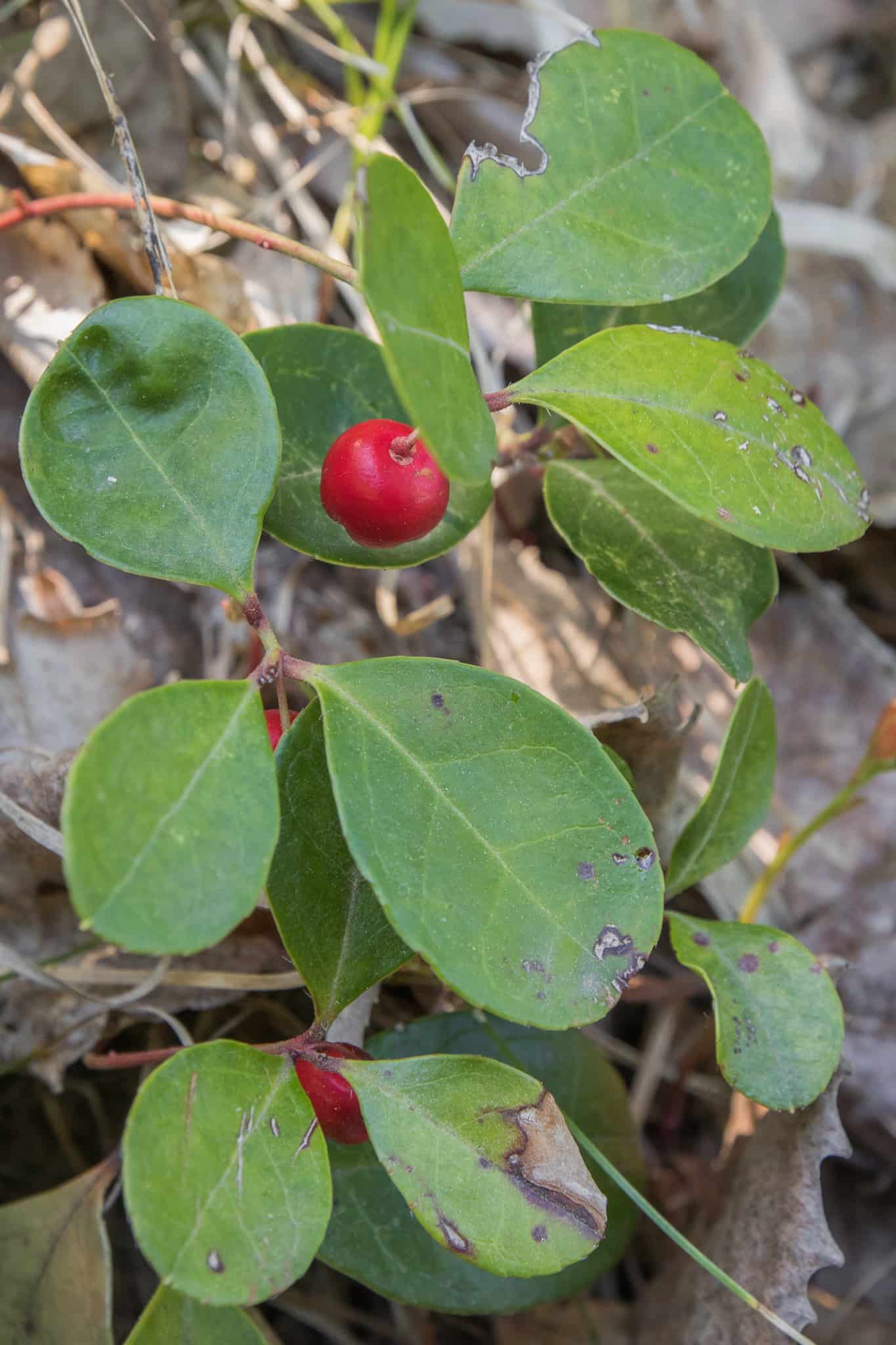 Wintergreen (Gaultheria procumbens) - How to Grow & Care Guide