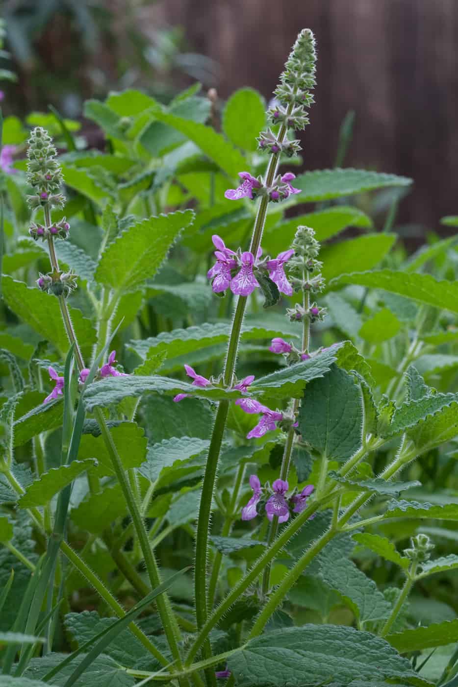 Hedge Nettle (Stachys bullata) - How to Grow & Care Guide