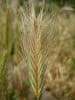 9 Plants That Look Like Wheat - ProGardenTips