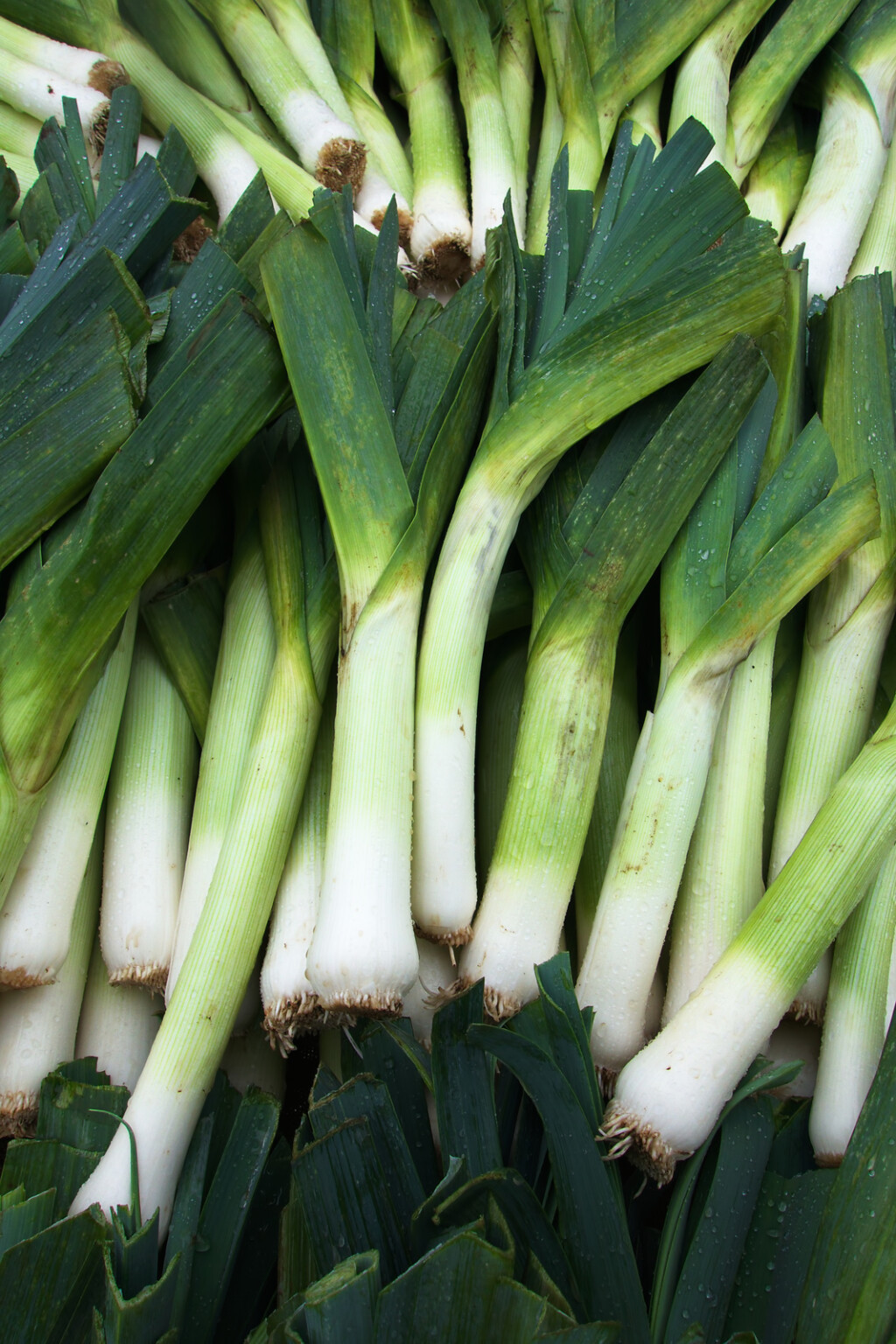8 Plants That Look Like Onions - ProGardenTips