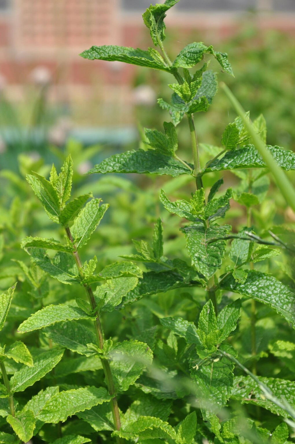 5 Plants That Look Like Mint - ProGardenTips