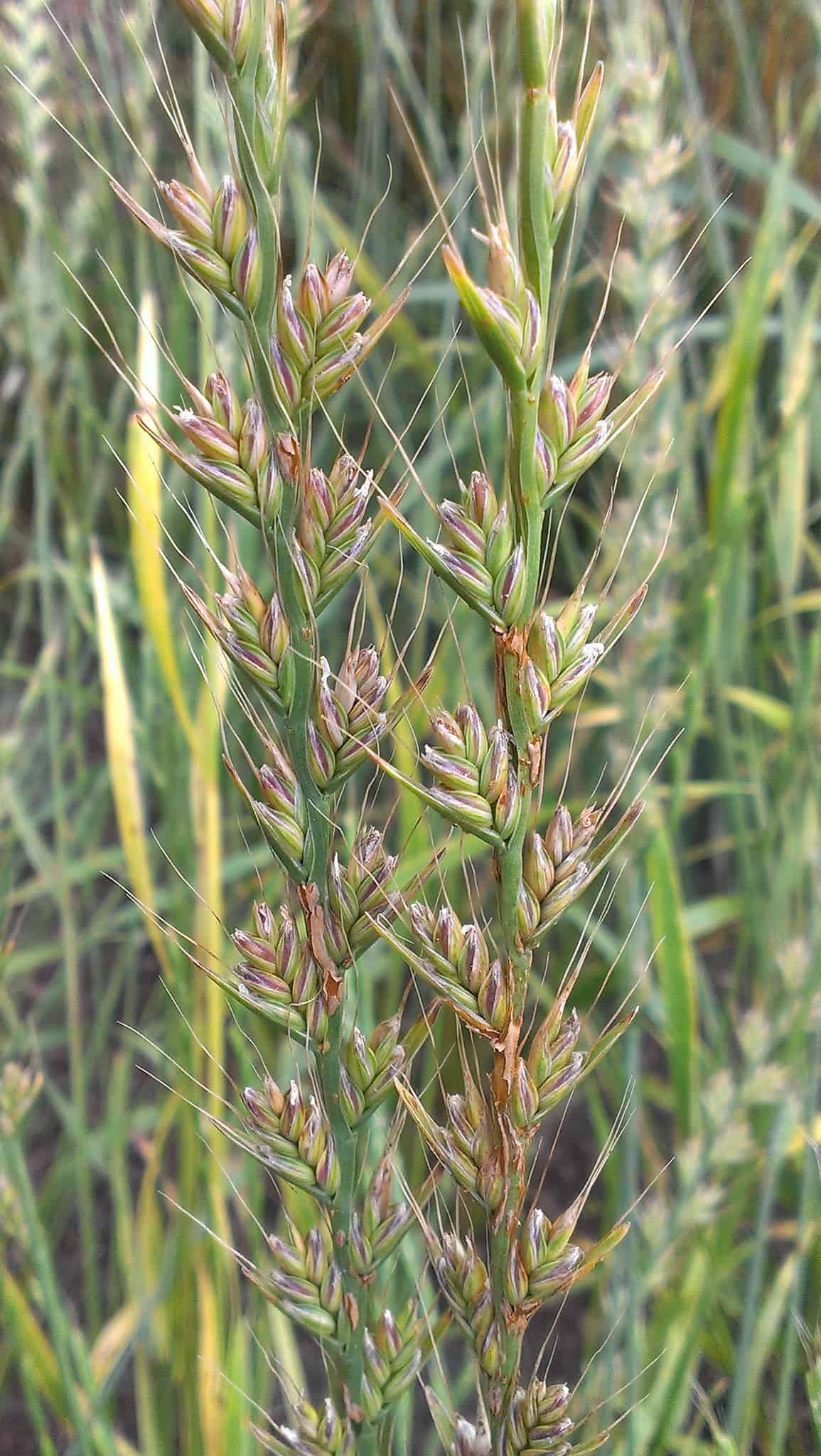 Darnel Grass (Lolium temulentum) - How to Grow & Care Guide