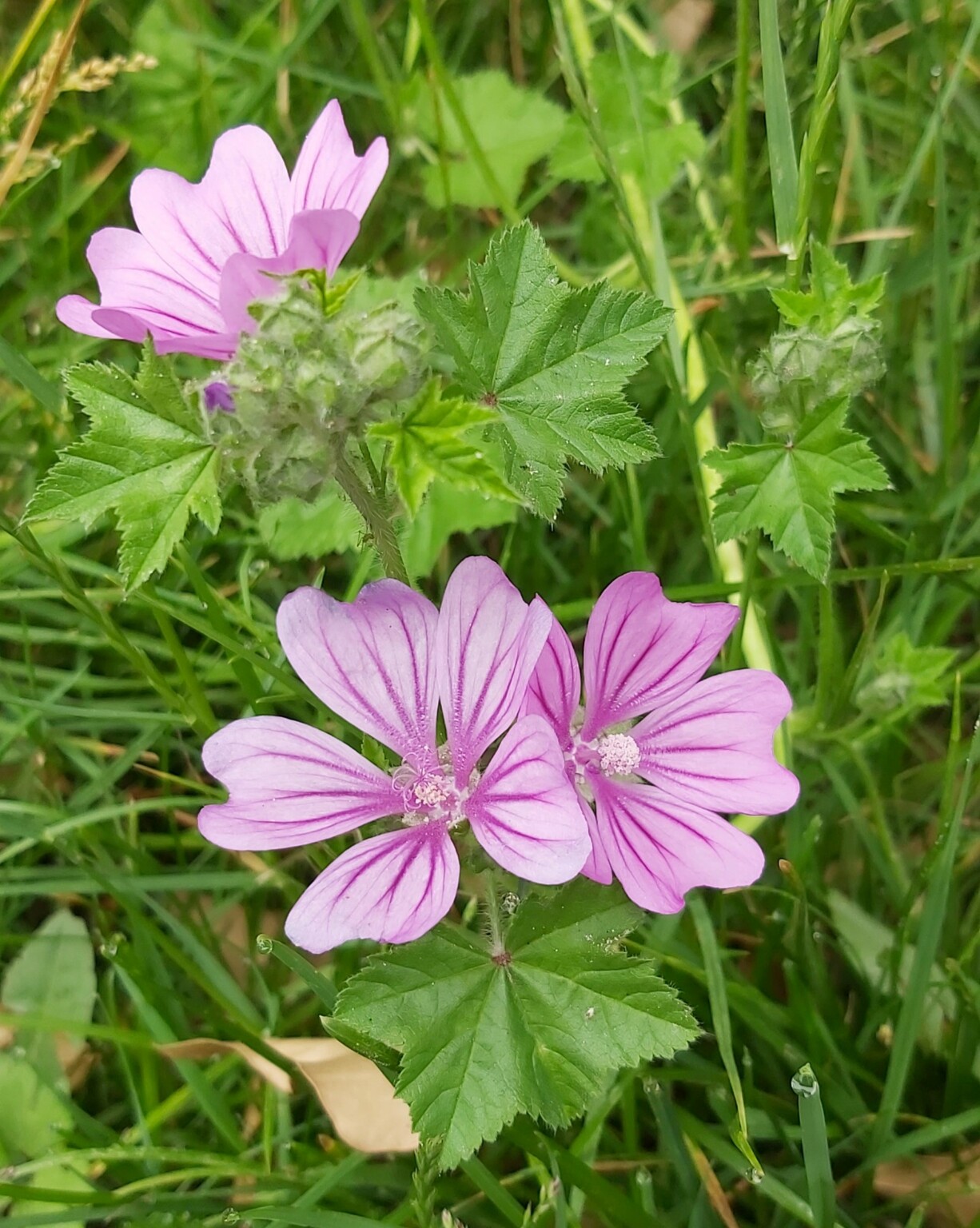 Tall Mallow (Malva sylvestris) - How to Grow & Care Guide