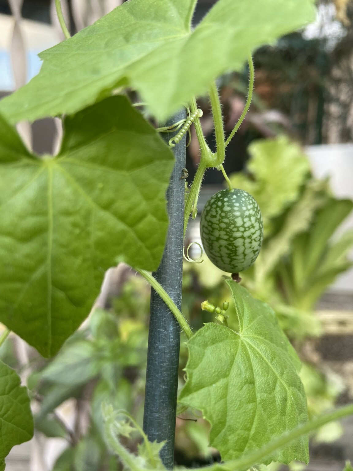 5 Plants That Look Like Cucumbers Progardentips