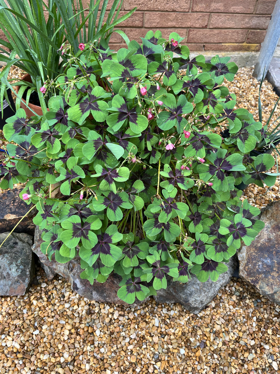 7 Plants That Look Like Clover - ProGardenTips