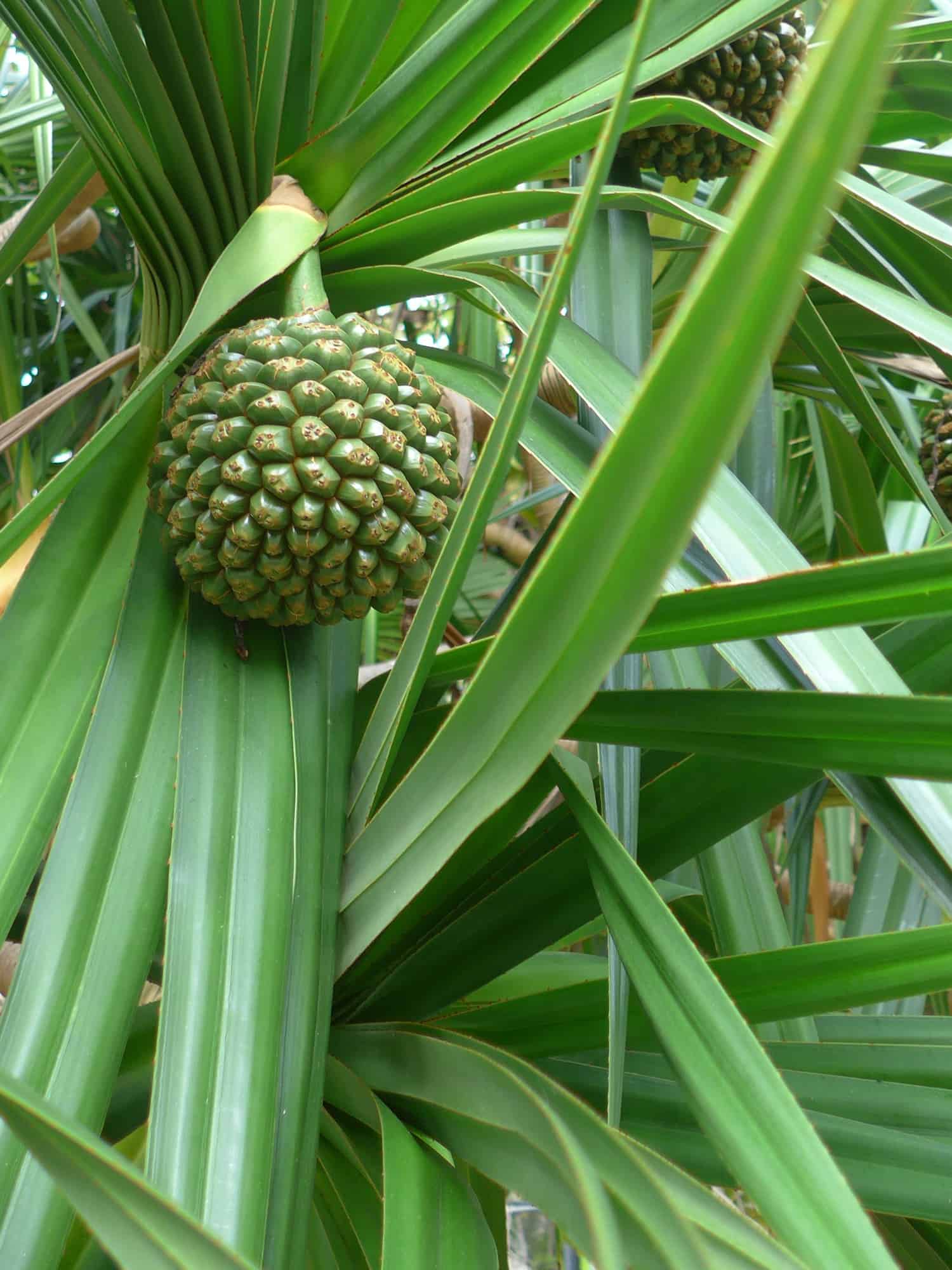 8 Plants That Look Like Spider Plants - ProGardenTips