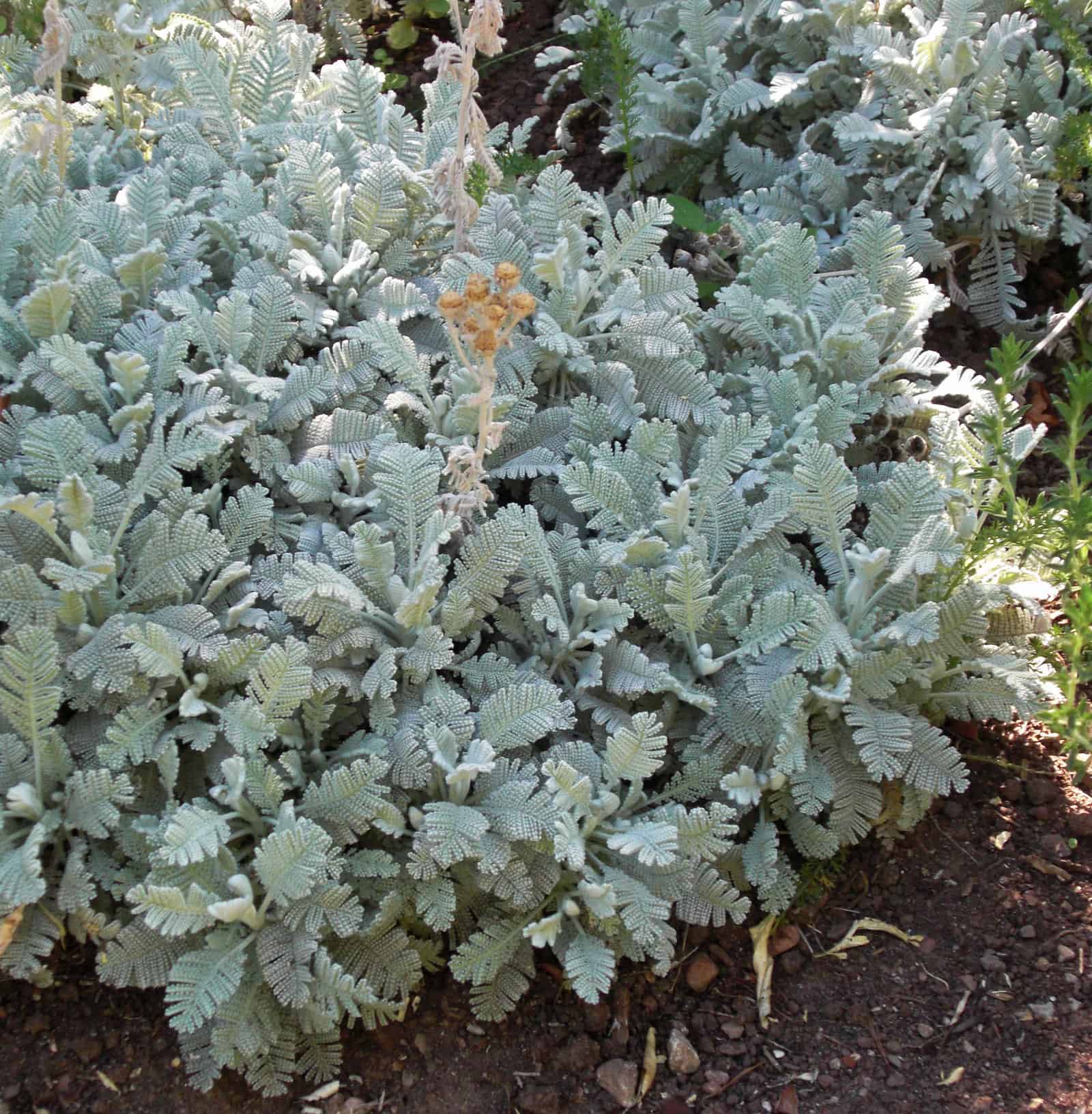 15 Plants That Look Like Feathers - ProGardenTips