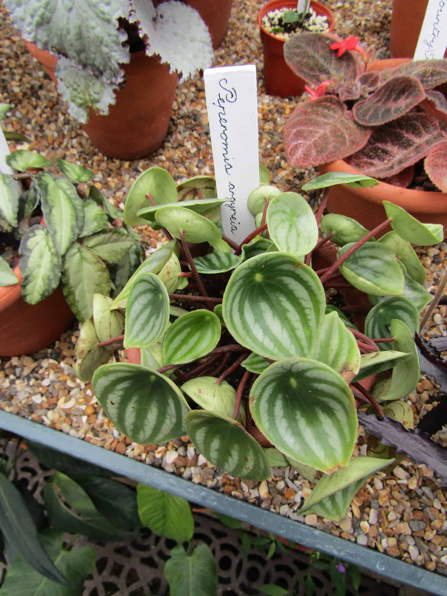 5 Plants That Look Like Watermelon - ProGardenTips