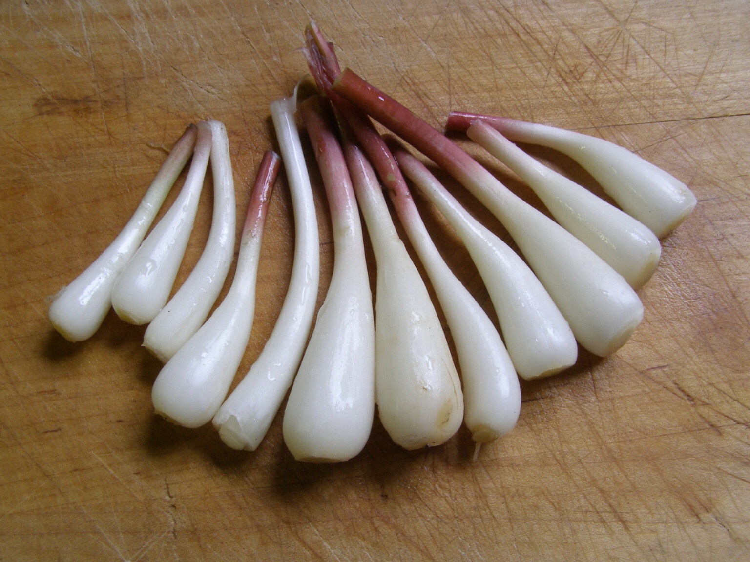 8 Plants That Look Like Onions - ProGardenTips