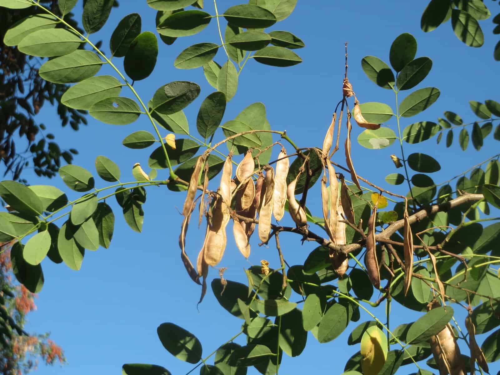 8 Plants That Look Like Peas - ProGardenTips