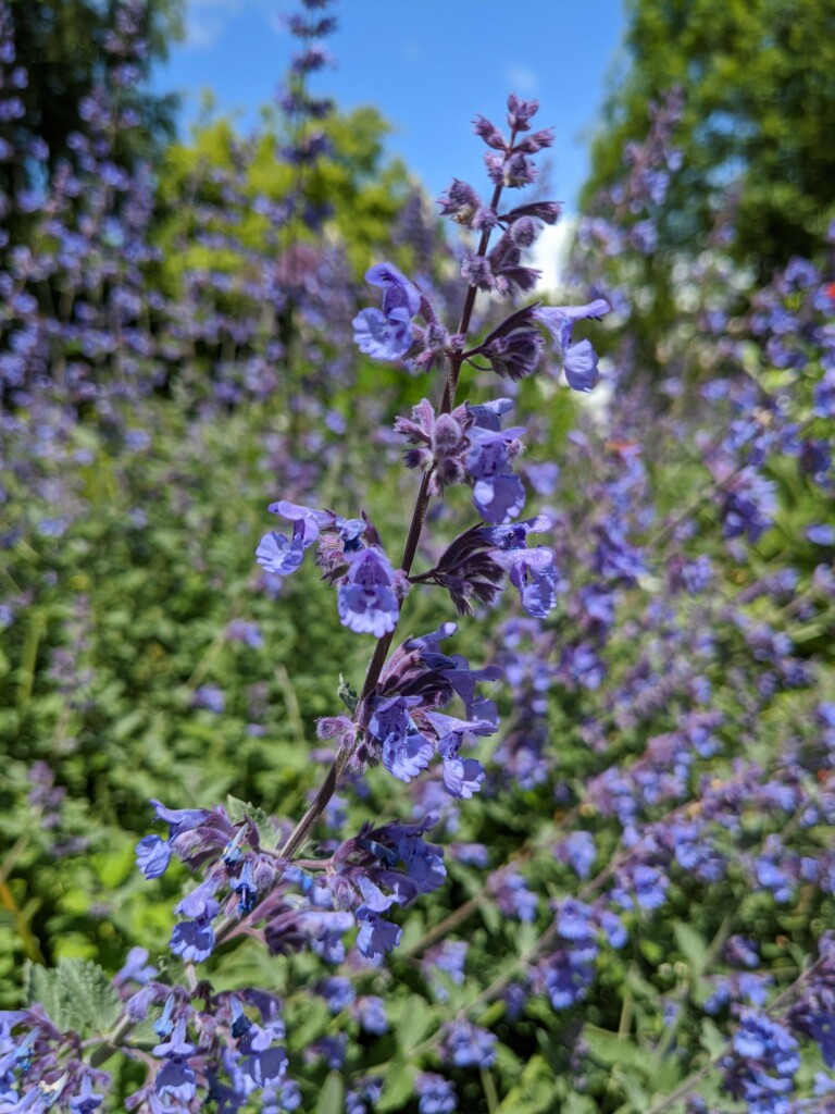9 Plants That Look Like Sage - ProGardenTips