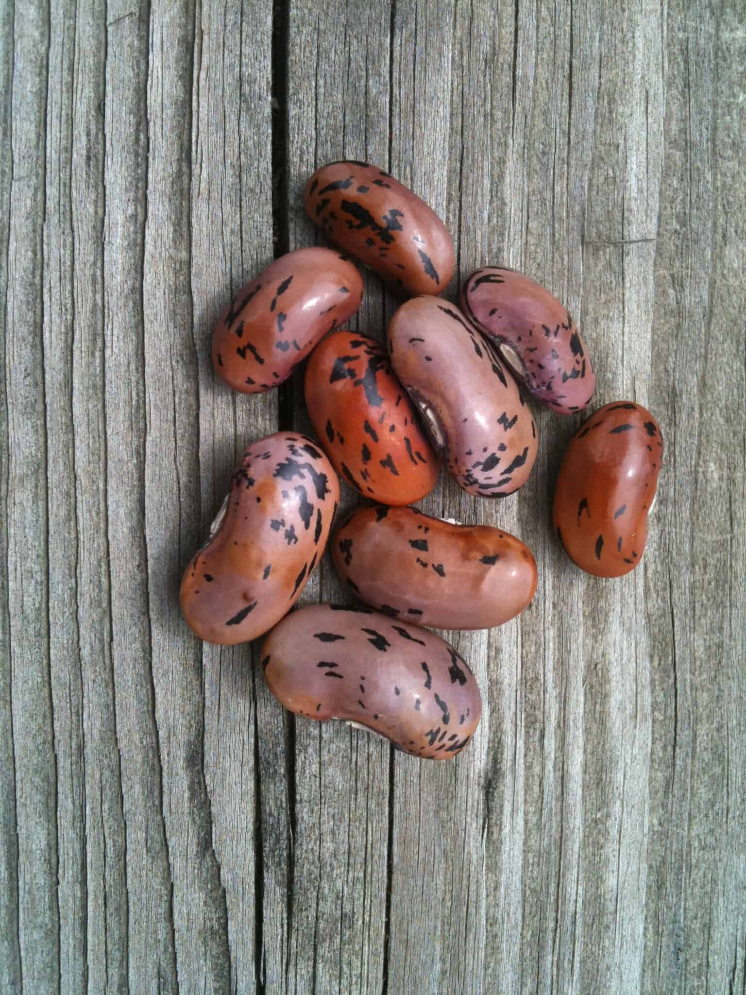 8 Plants That Look Like Peas - ProGardenTips