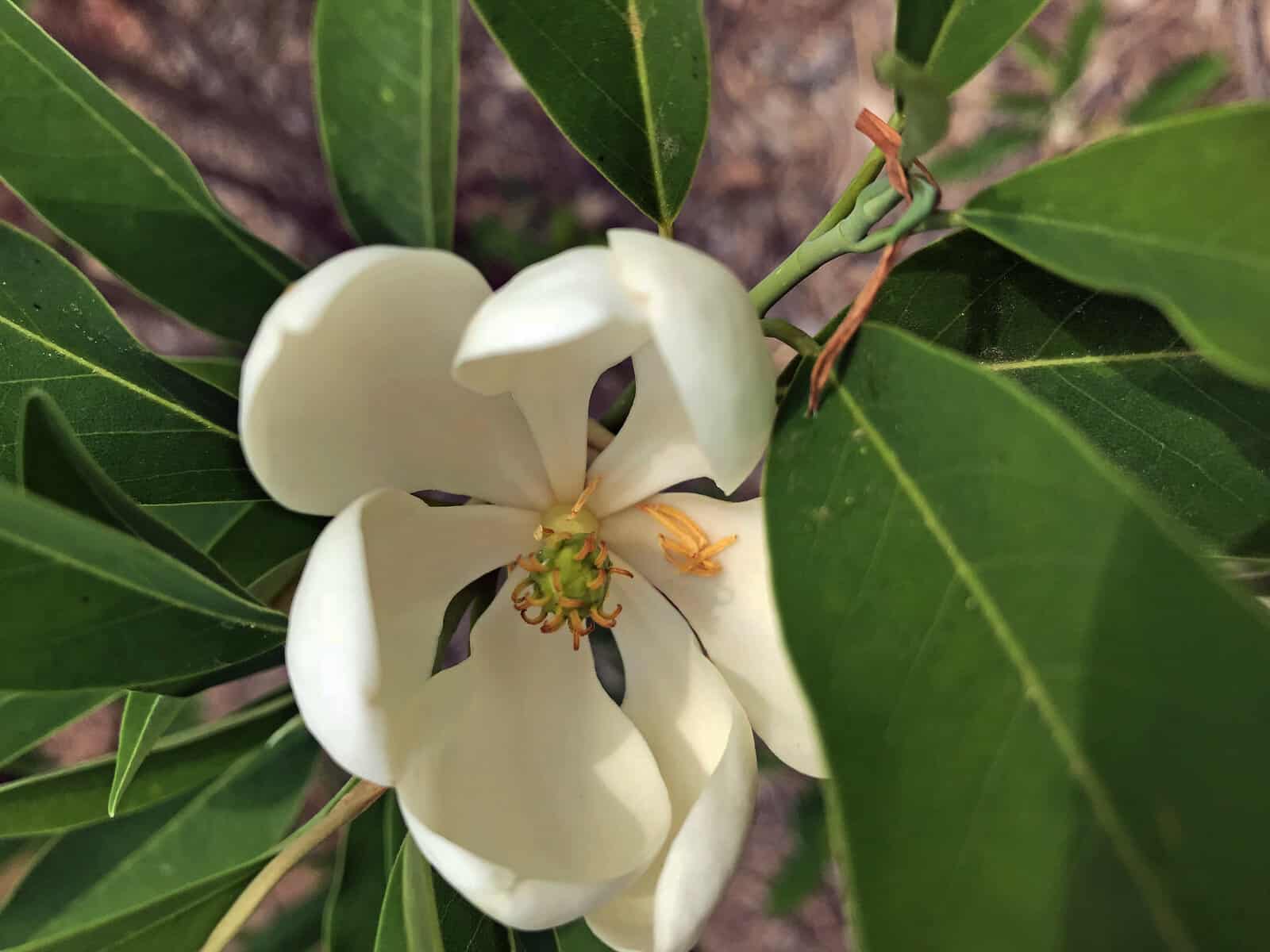 Sweet Bay Magnolia (Magnolia virginiana) - How to Grow & Care Guide