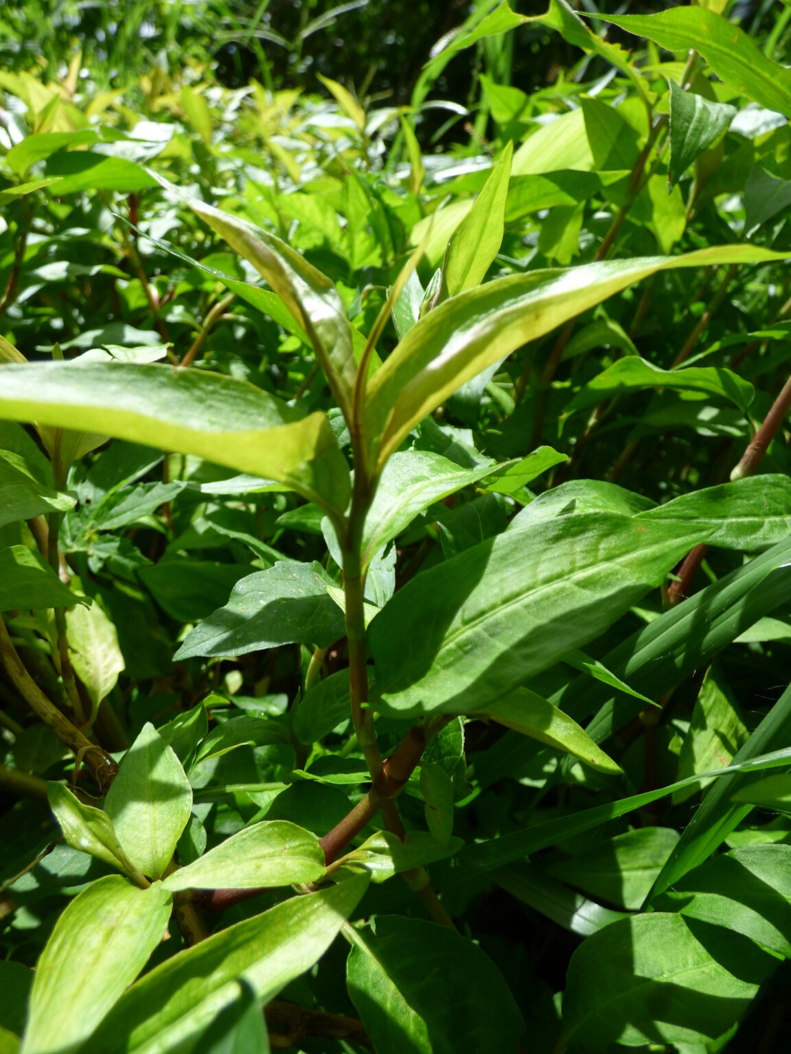5 Plants That Look Like Mint - ProGardenTips