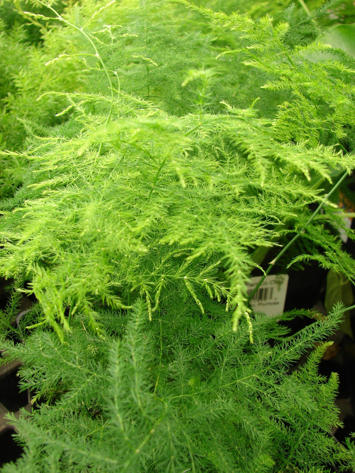 15 Plants That Look Like Feathers - ProGardenTips