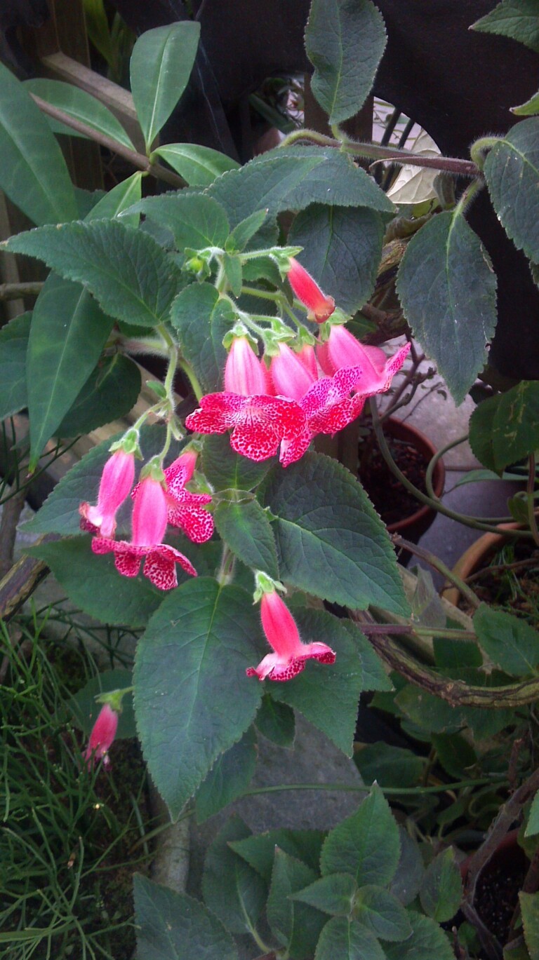 8 Plants That Look Like Deadly Nightshade - ProGardenTips