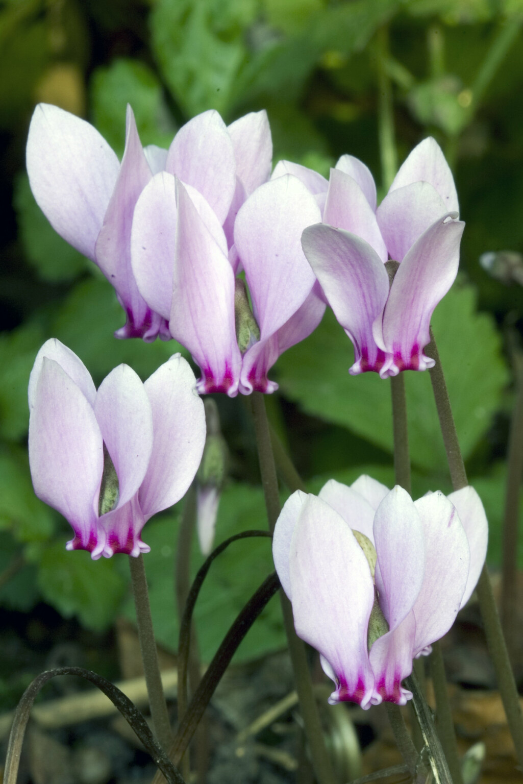 7 Plants That Look Like Butterflies - ProGardenTips