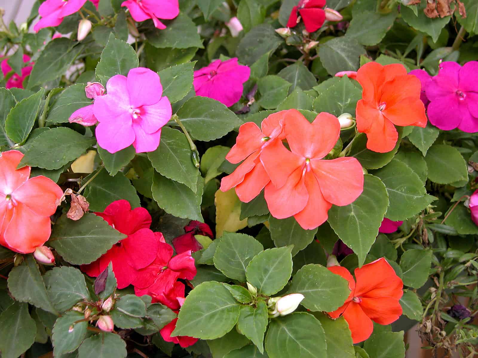 8 Plants That Look Like Impatiens - ProGardenTips