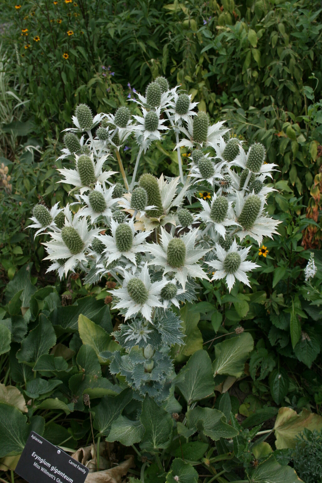 6 Plants That Look Like Thistle - ProGardenTips