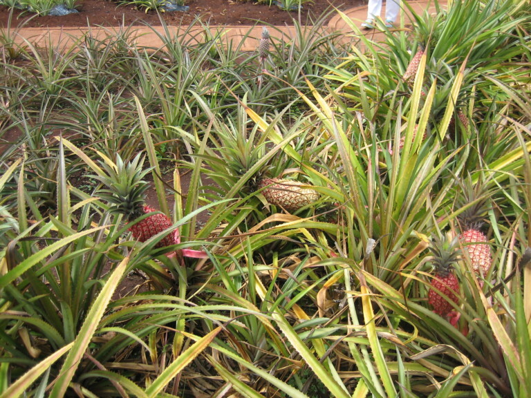 8 Plants That Look Like Pineapple Tops - ProGardenTips