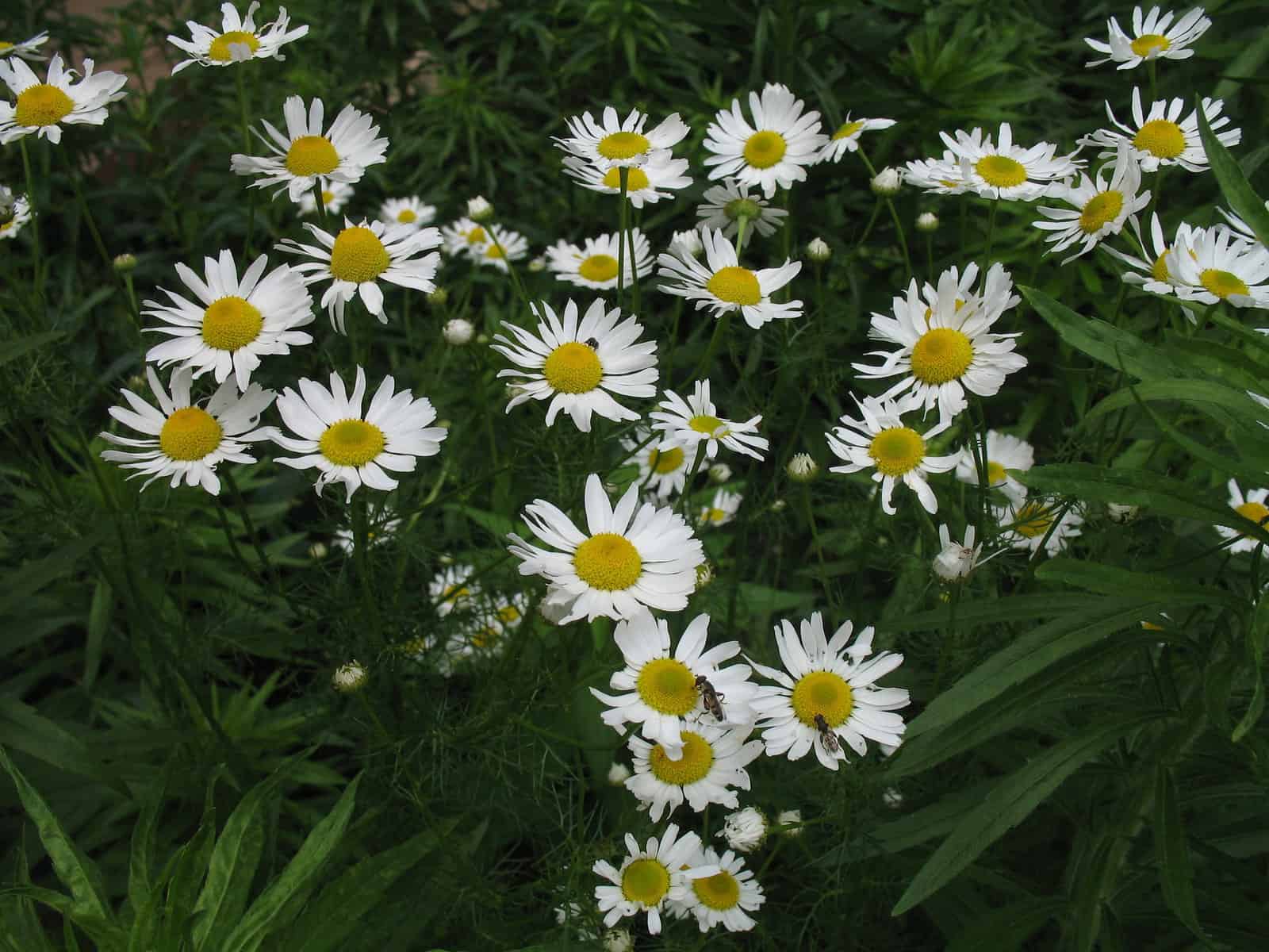 9 Plants That Look Like Chamomile - ProGardenTips