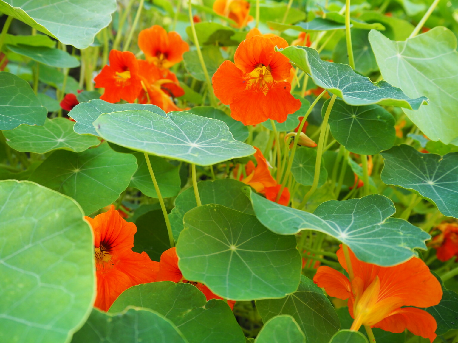 5 Plants That Look Like Morning Glory - ProGardenTips