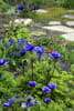 8 Plants That Look Like Deadly Nightshade - ProGardenTips