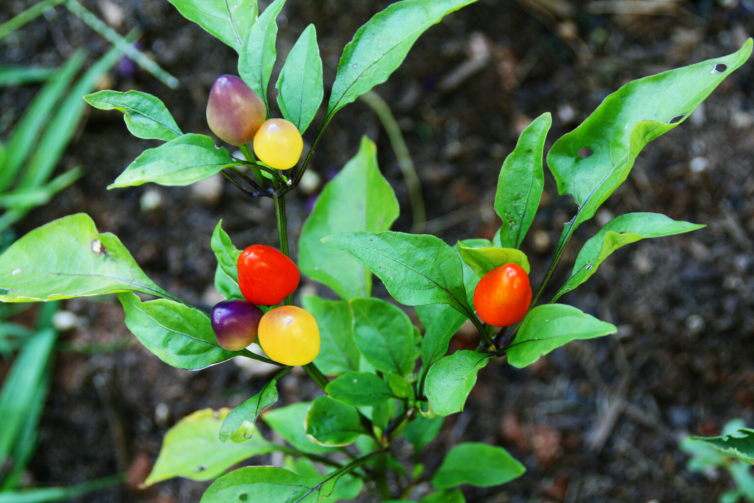 7 Plants That Look Like Peppers - ProGardenTips