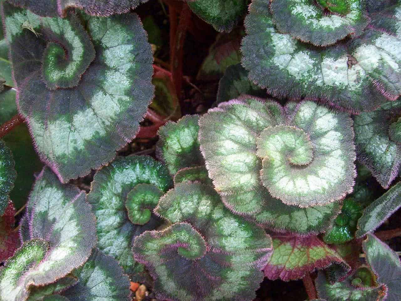 Rex Begonia (Begonia spp.) - How to Grow & Care Guide