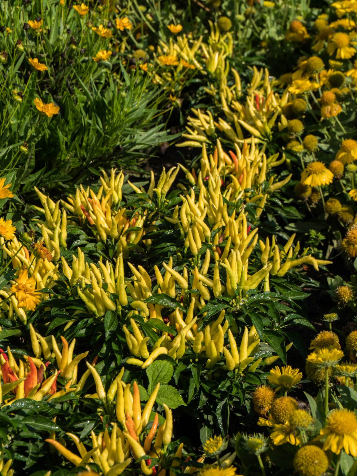 7 Plants That Look Like Peppers - ProGardenTips