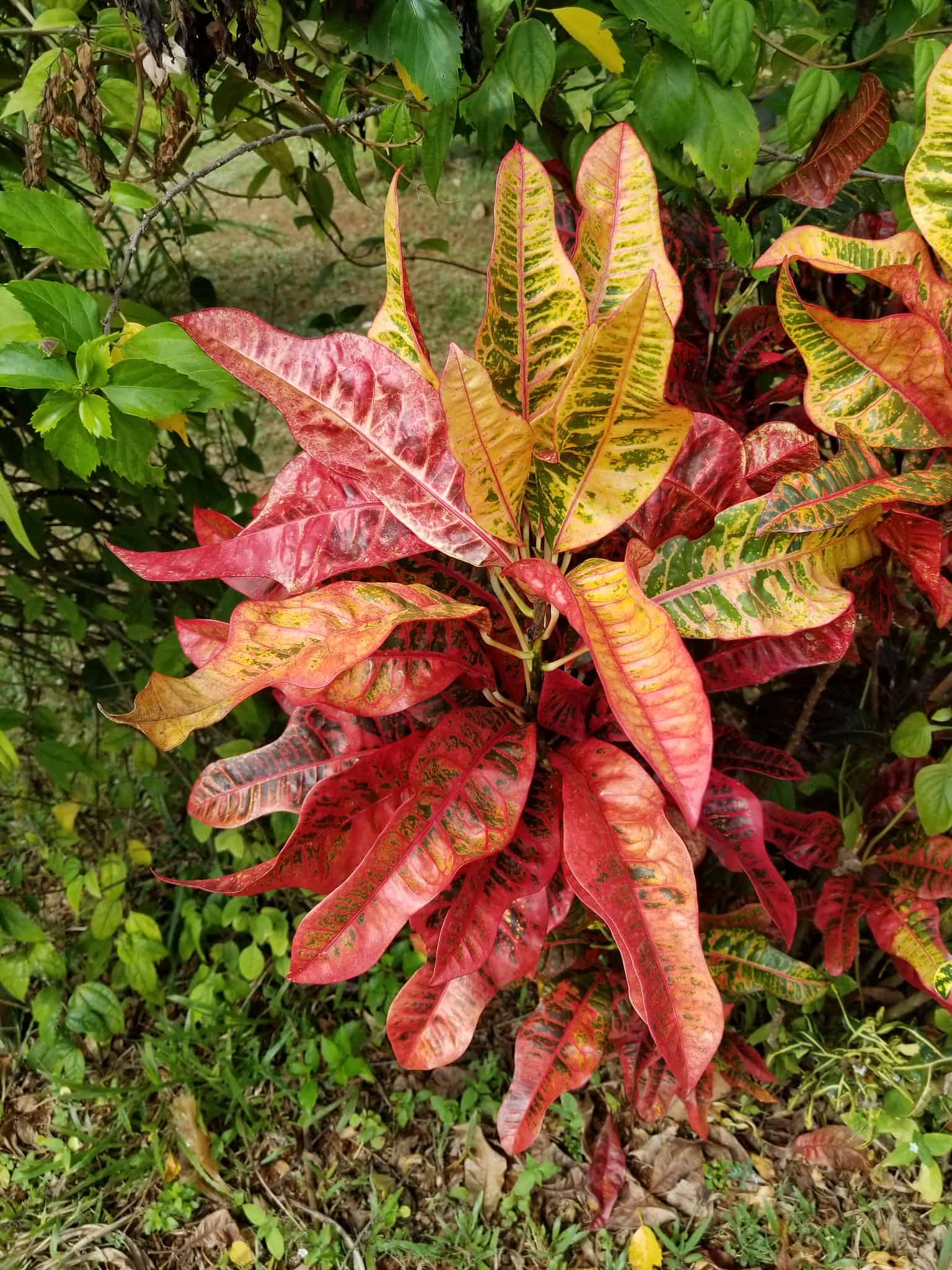 5 Plants That Look Like Poinsettias - ProGardenTips