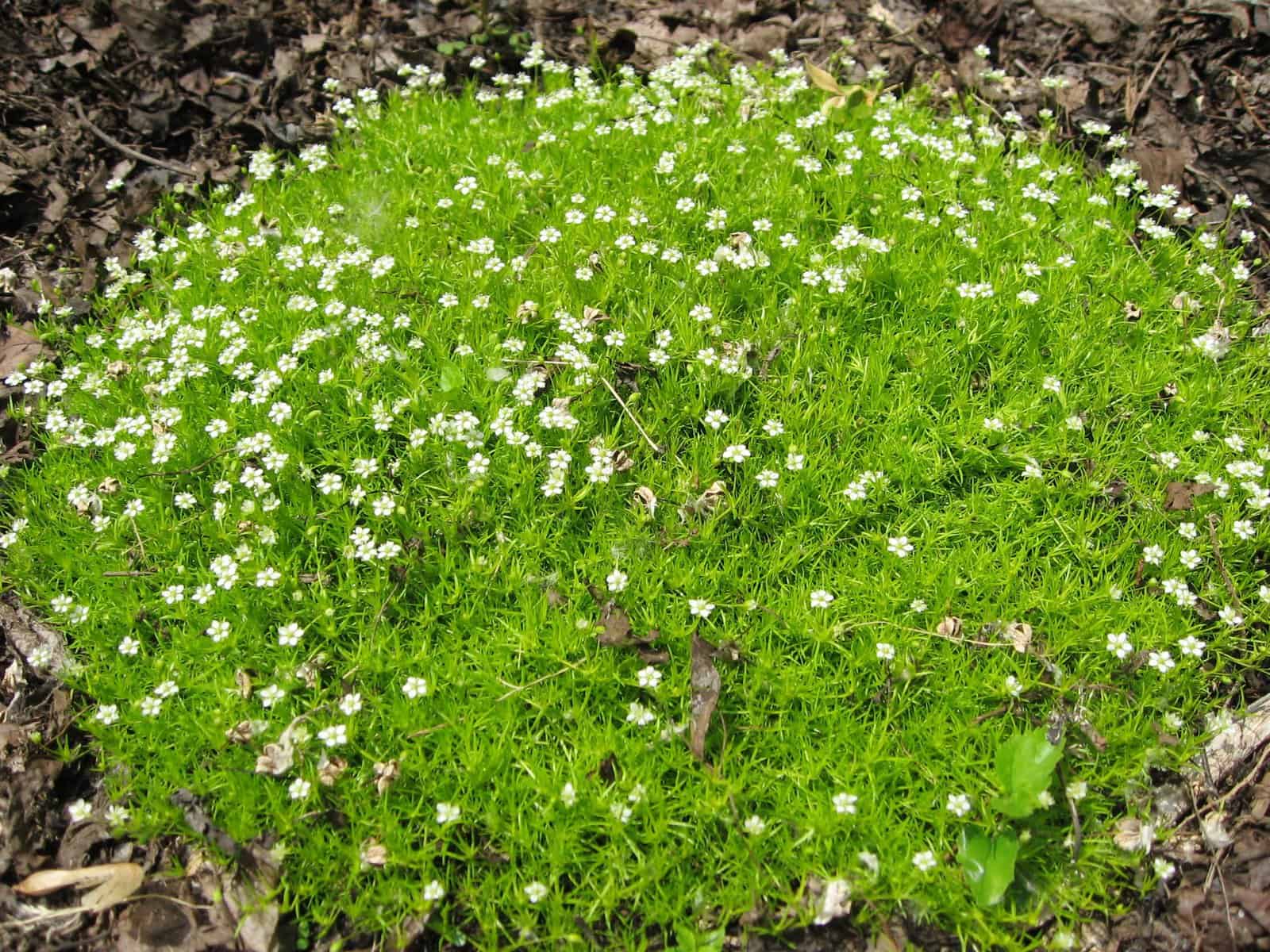 9 Plants That Look Like Moss - ProGardenTips