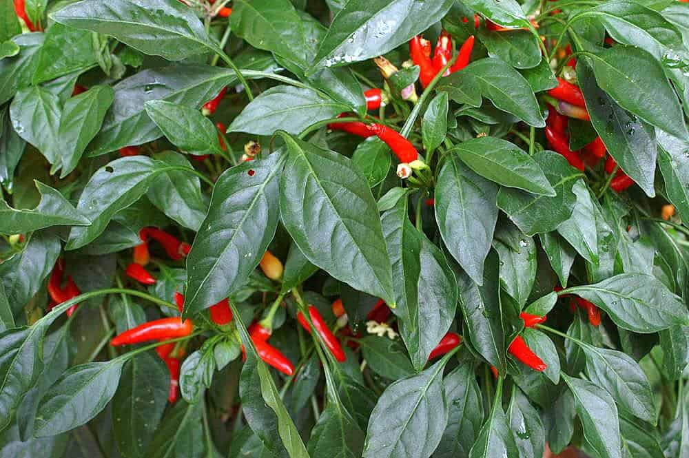 7 Plants That Look Like Peppers - ProGardenTips