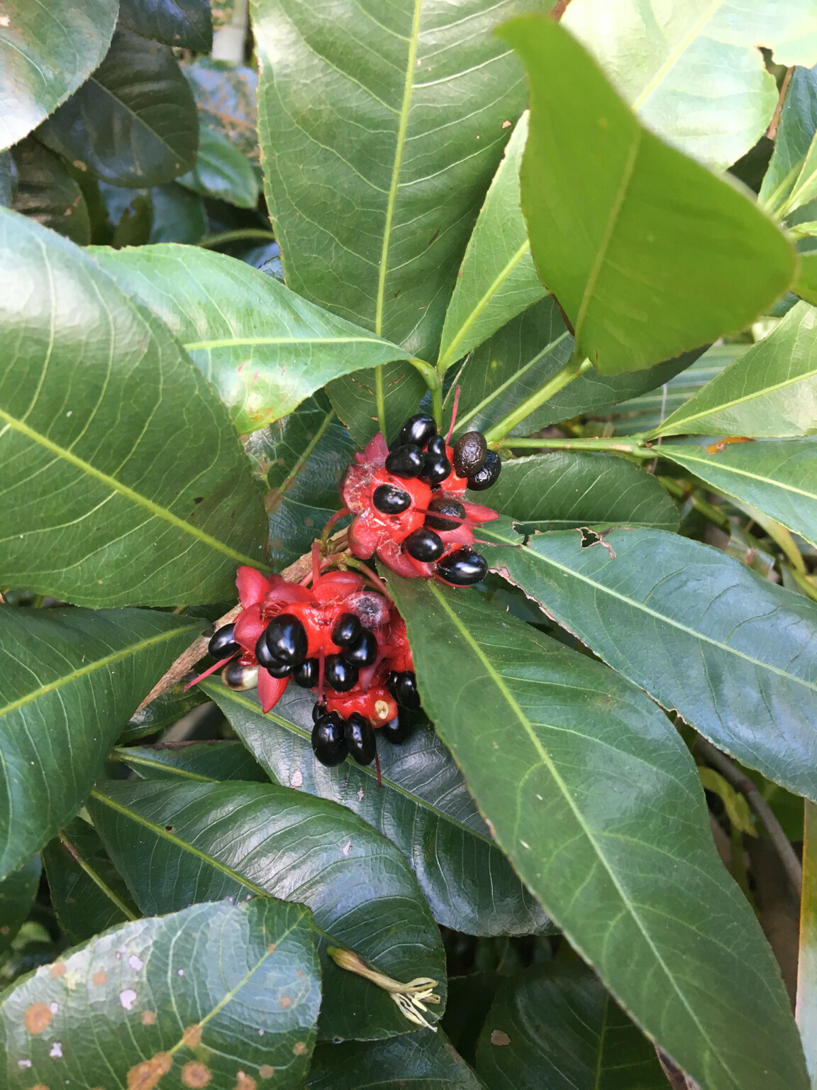 7 Plants That Look Like Eyes - ProGardenTips