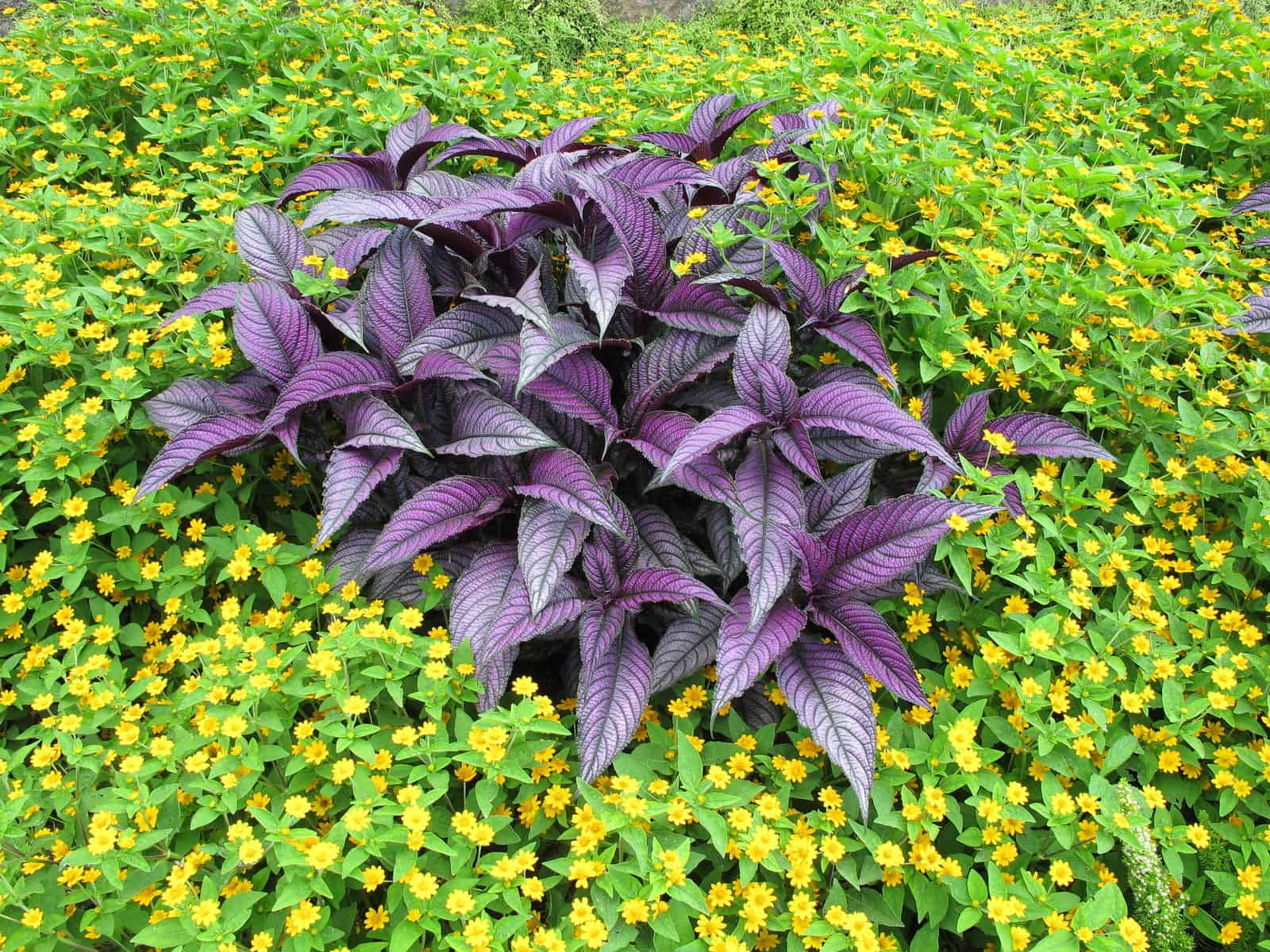 6 Plants That Look Like Coleus - ProGardenTips